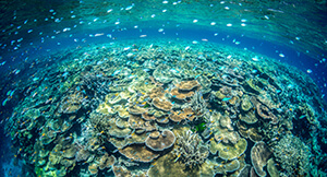 Digital Deep-sea Typical Habitats - Ocean Decade